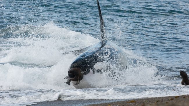 11 ways orcas show their terrifying intelligence | Live Science