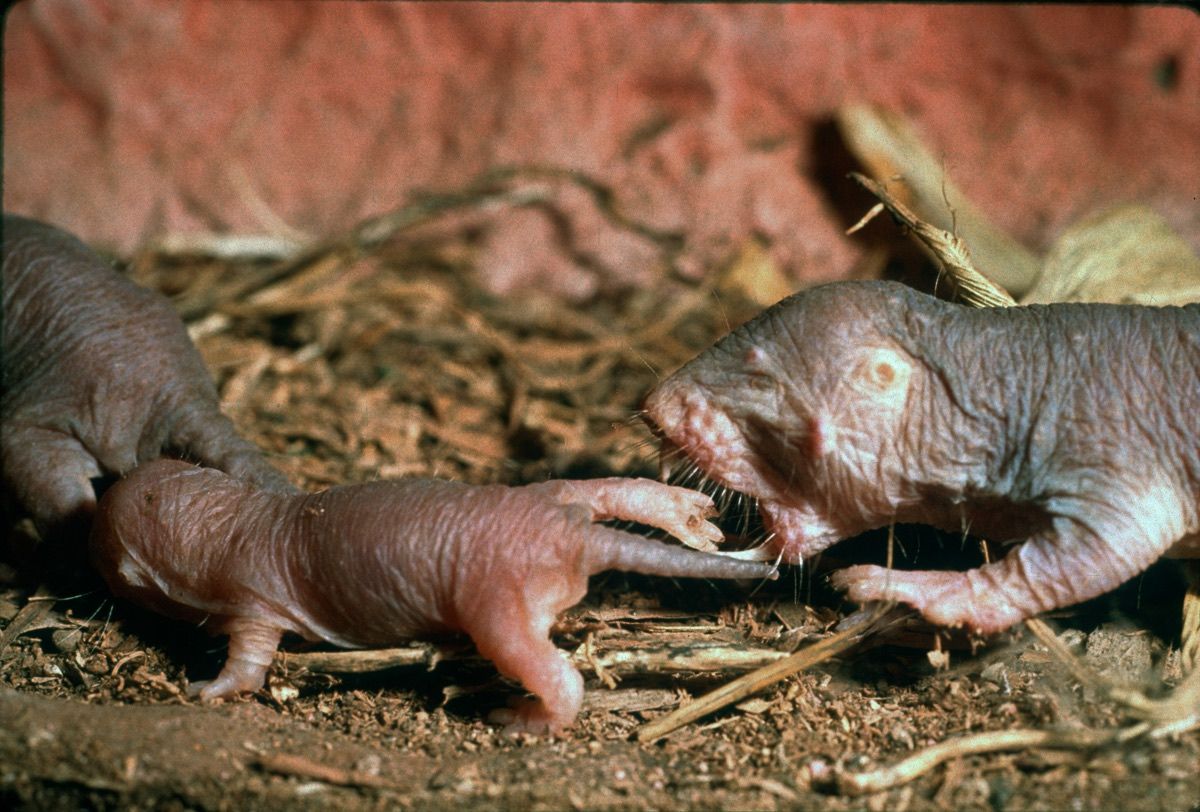 Weird: Naked Mole Rats Don't Die of Old Age | Live Science