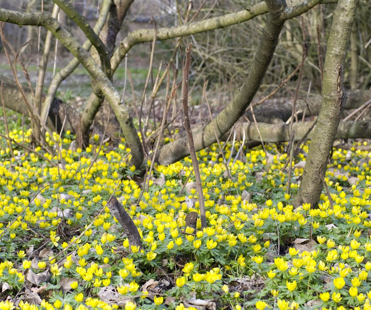 How to grow winter aconites: expert care tips | Homes and Gardens