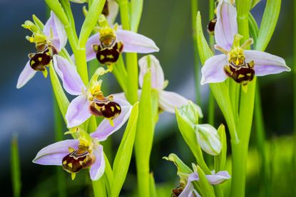 The tale of Britain's 52 native orchids, and the 'maverick miscellany ...