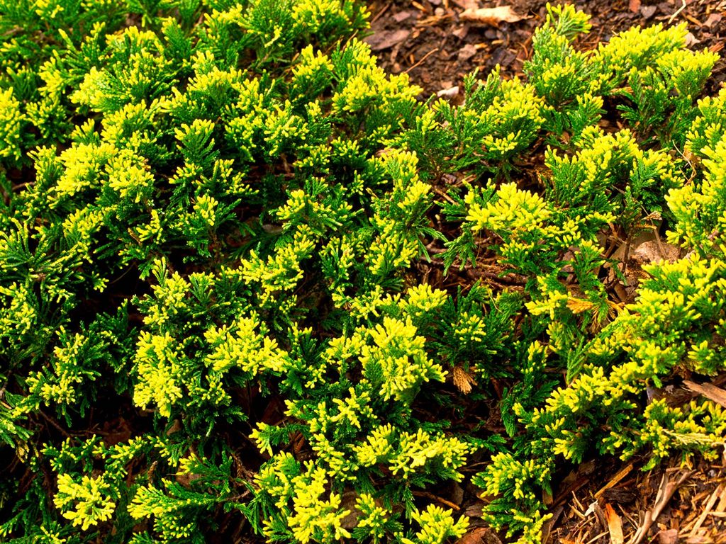 Protect Your Plot In Style With These Juniper Ground Cover Plants ...