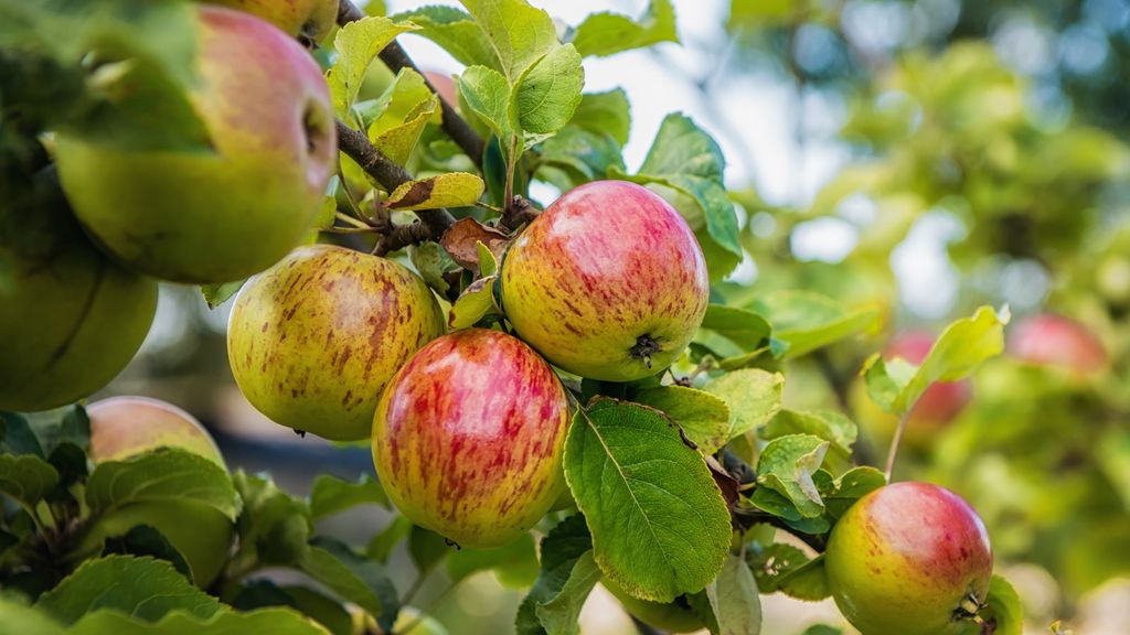 How to grow an apple tree - our guide to enjoying success | Homes and ...