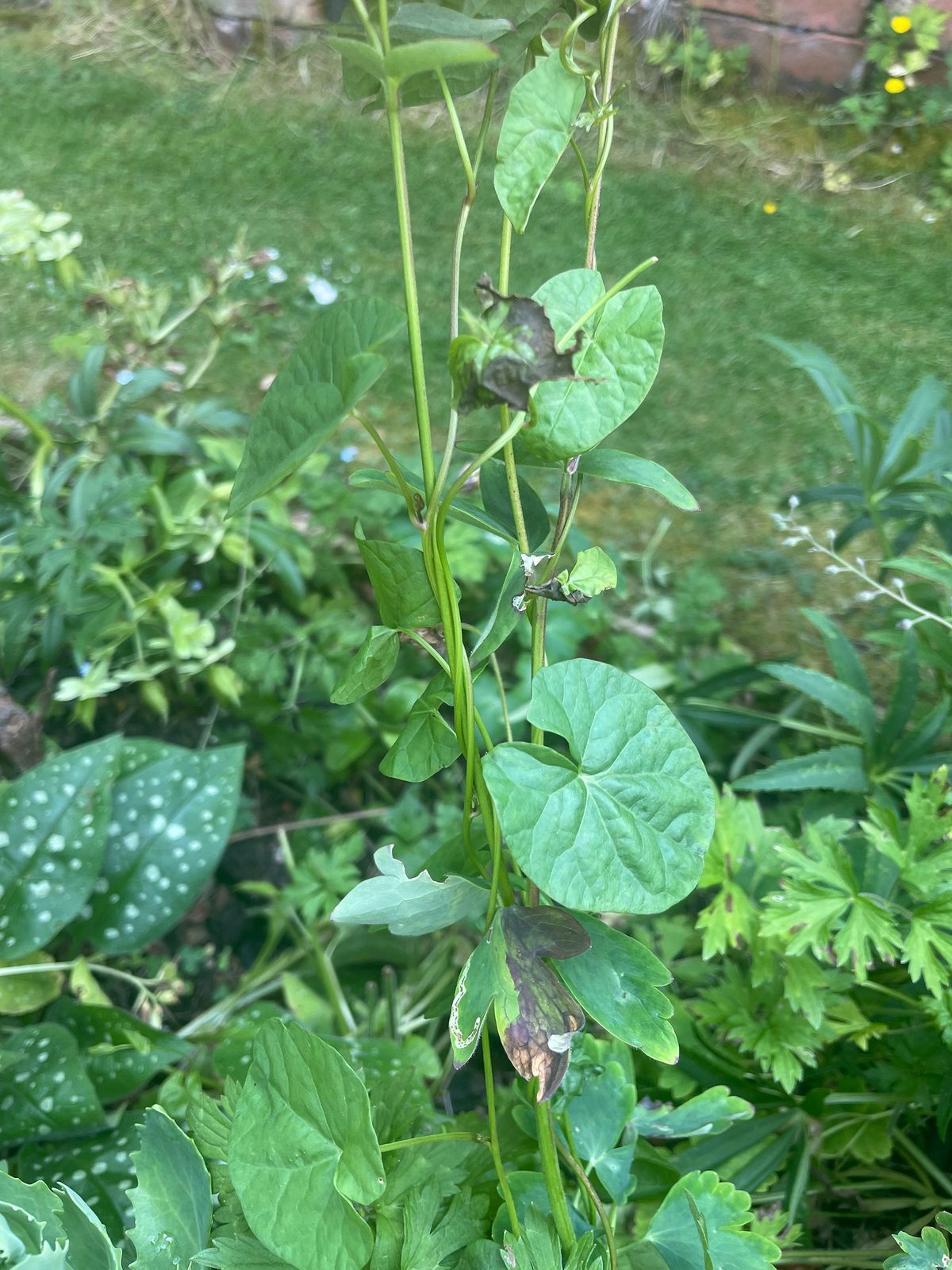 Is it bindweed or knotweed and which is worse? | Homebuilding