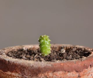 How to grow a cactus from seed: in 6 easy, expert steps | Homes and Gardens