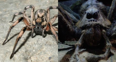 Furry 'Harry Potter' Spider Discovered in Mountain Burrow | Live Science