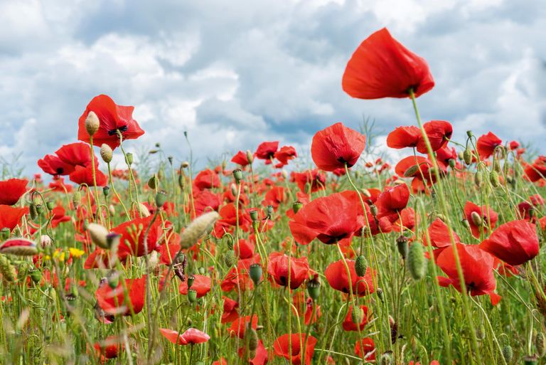 The six varieties of poppy every gardener needs to know | Country Life