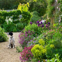 What is a biennial plant? An expert guide to biennials | Ideal Home