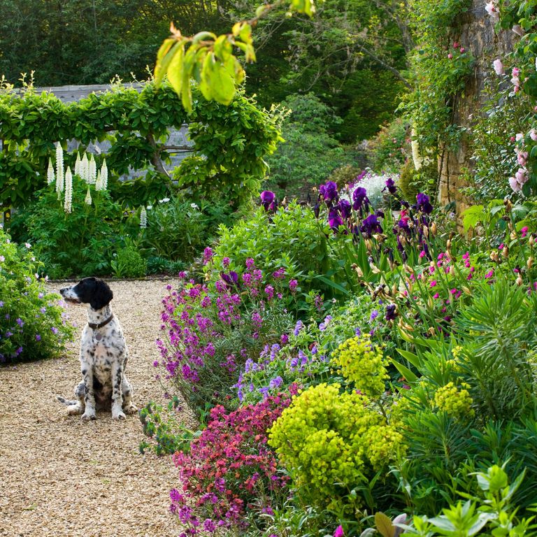 Filler plants for sparse flower beds | Ideal Home