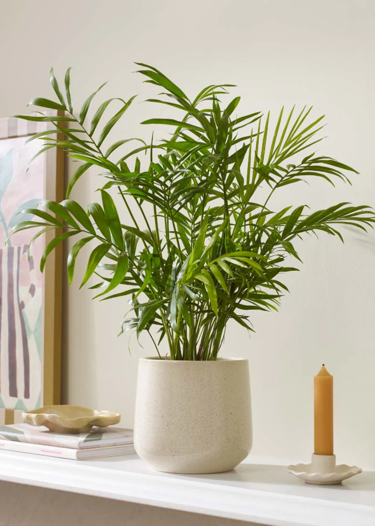 5 Japandi Plants You Should Add to Your Home | Livingetc