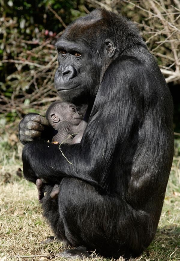 Bouncing Zoo Babies of 2010 | Live Science