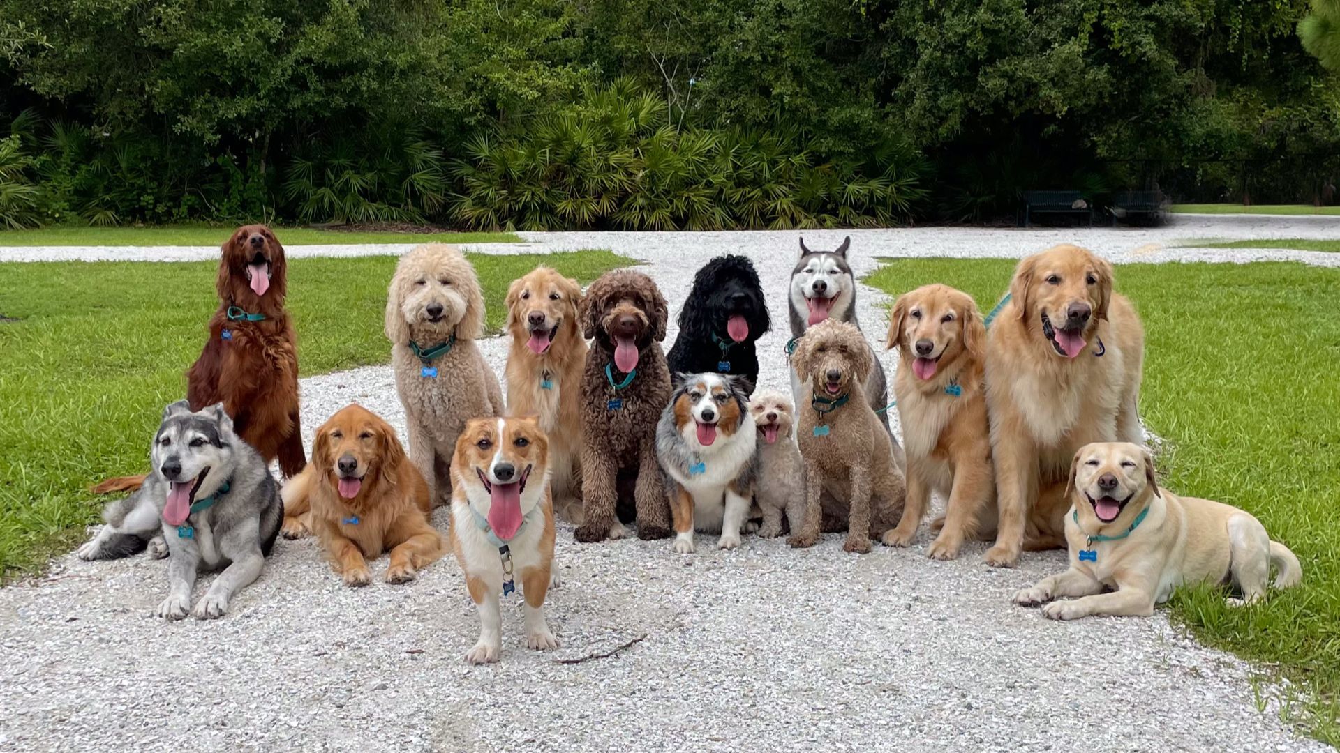 What breed is my dog? How to decipher mixed-breed dog DNA | PetsRadar