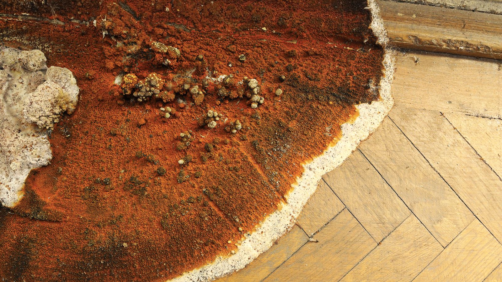 Dry rot: How to identify and treat it step-by-step | Homebuilding