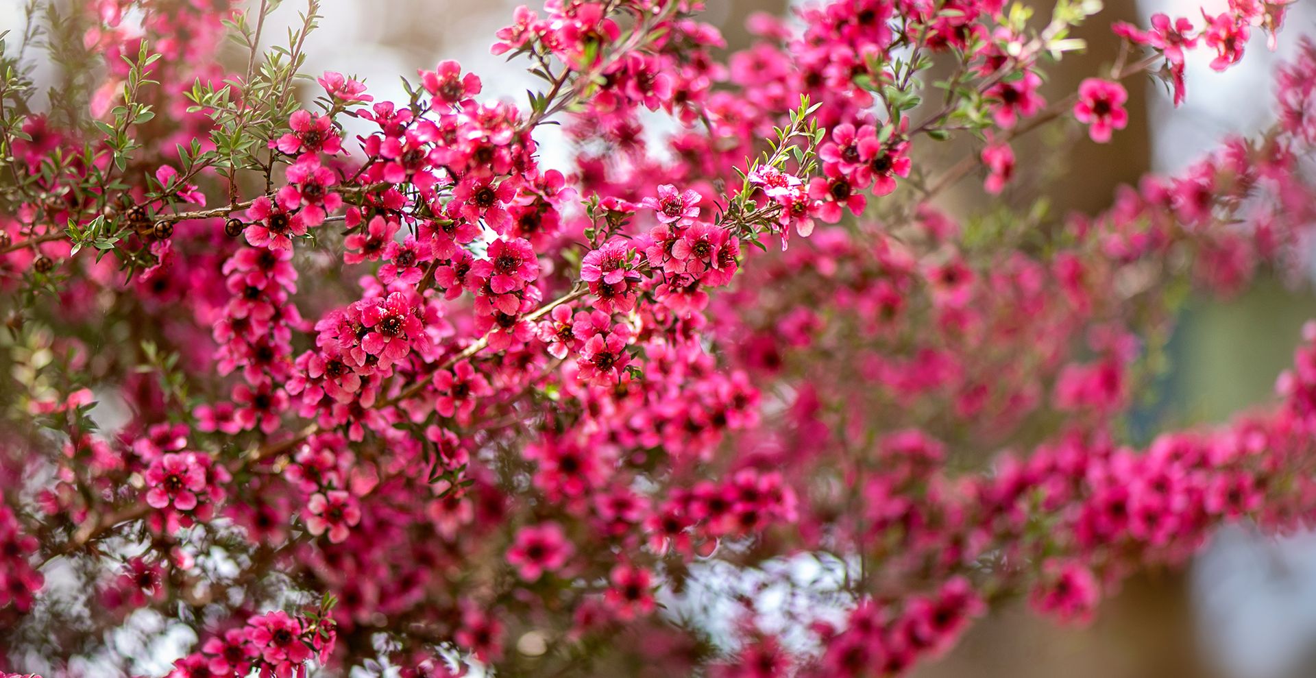 9 perennials to plant now to ensure a glorious garden | Woman & Home