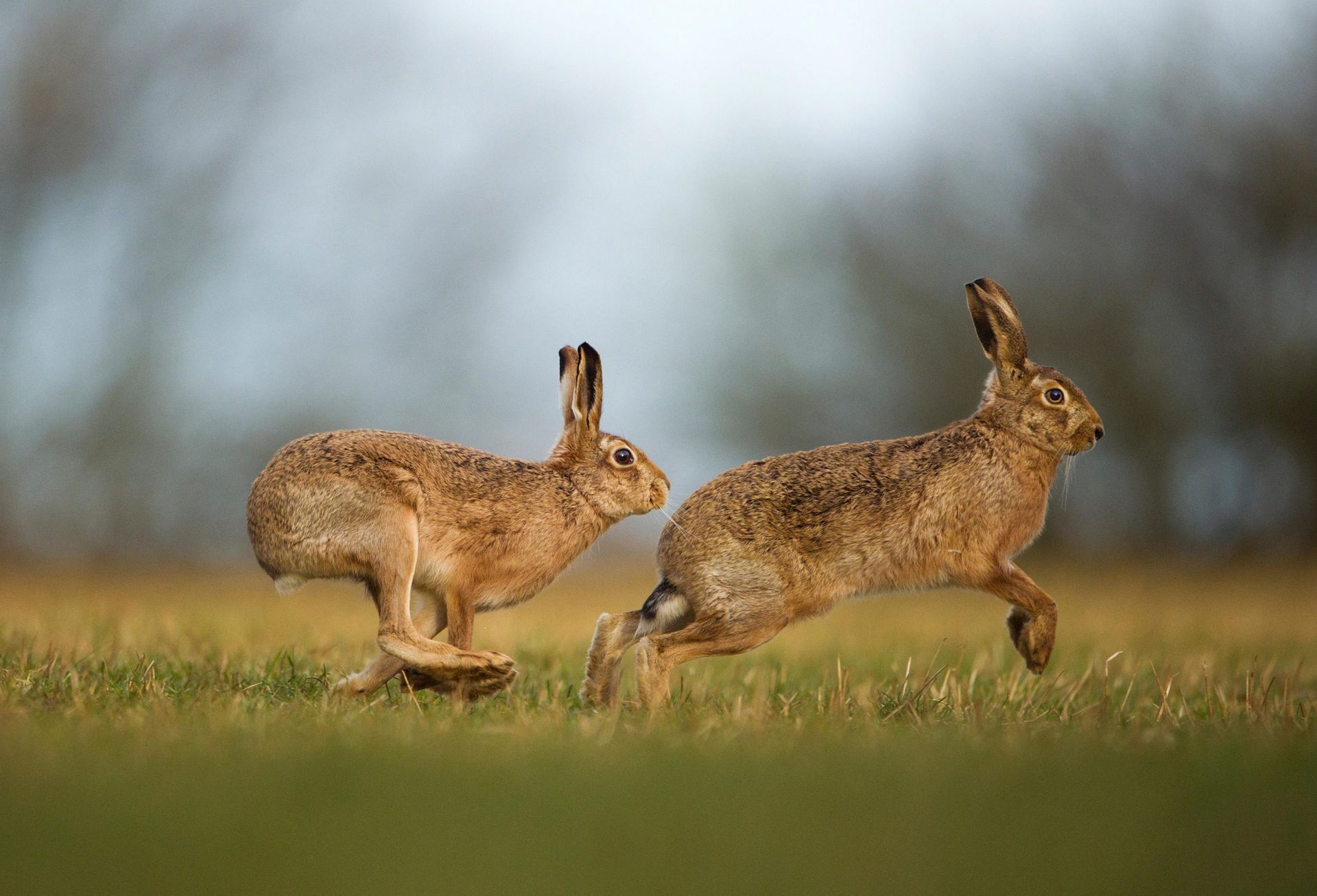 9 fascinating facts about hares | Country Life