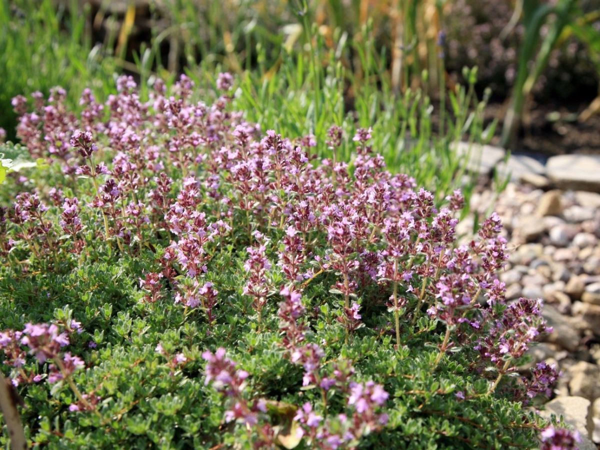 Top 10 Flowering Ground Covers | Gardening Know How