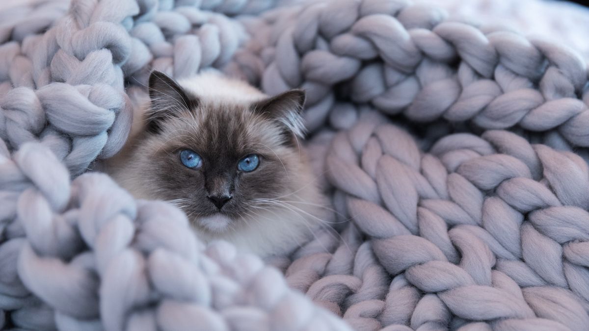32 fun facts about ragdoll cats | PetsRadar