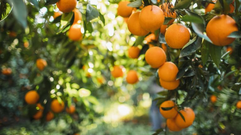 How to water citrus trees and expert tips on when to do it | Homes and ...