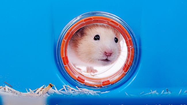 Best hamster toys: Keep your pocket-sized pal happy | PetsRadar