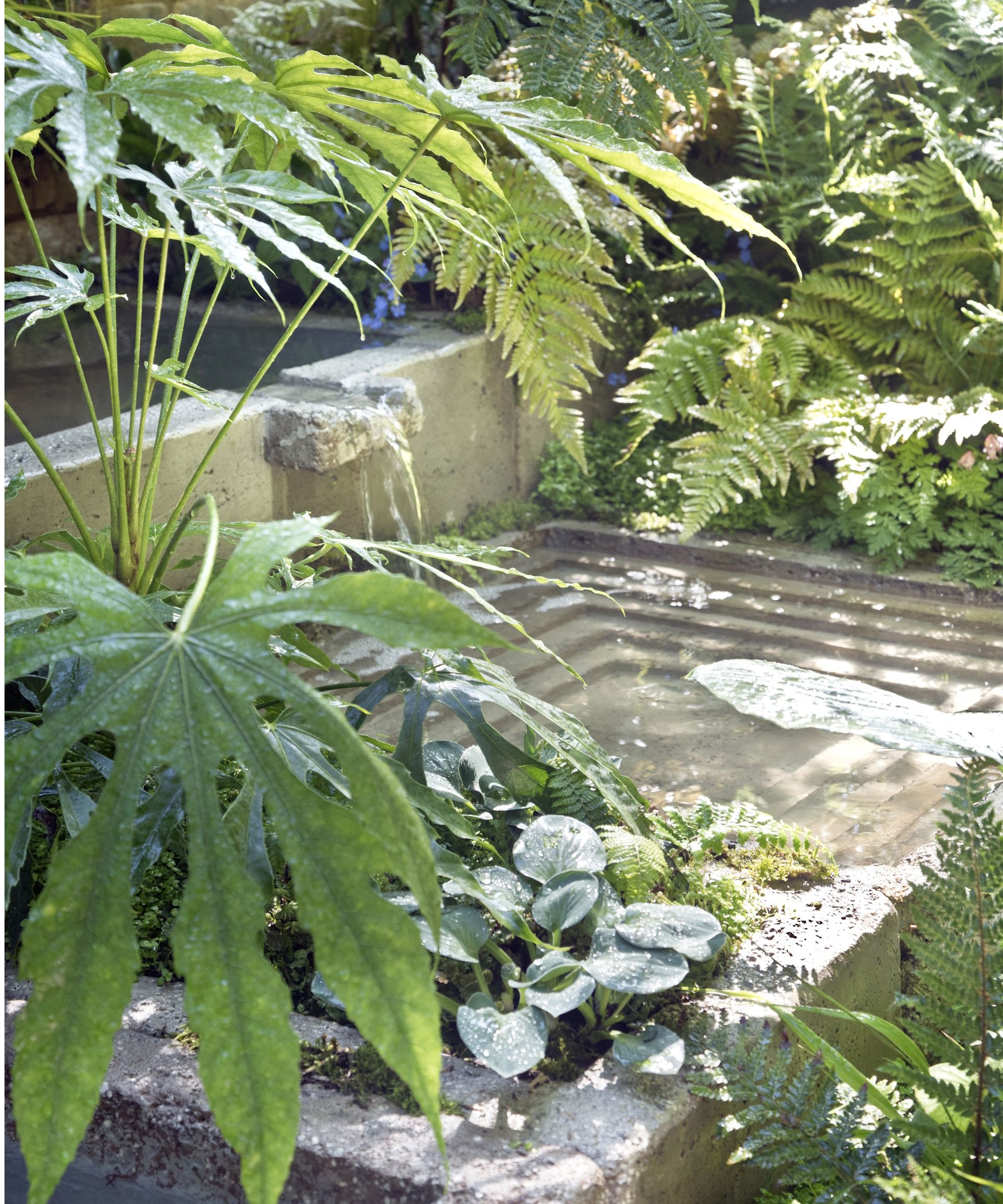 Best tropical plants: 15 top picks for a backyard paradise | Homes and ...