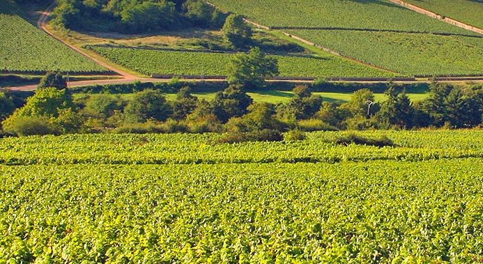 Buying a vineyard: The cost of a dream | Decanter