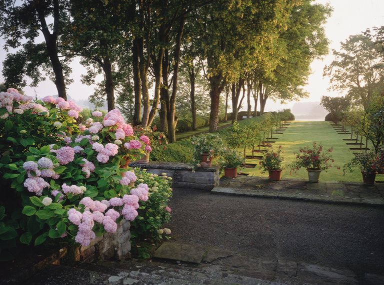 Figs, wisteria, and the roses that 'are ridiculously easy to grow ...