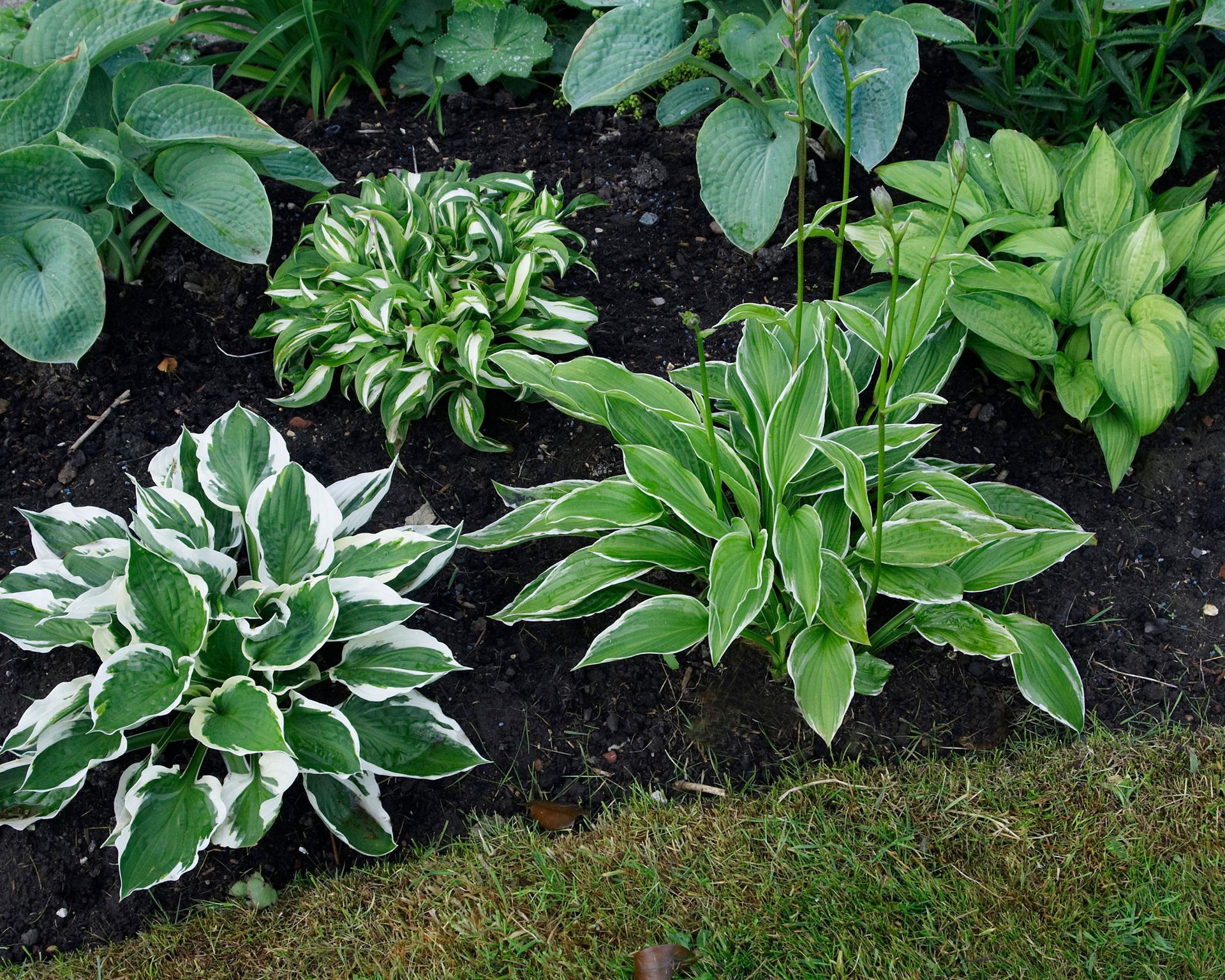 Hostas care and growing guide: tips for these foliage plants | Gardeningetc