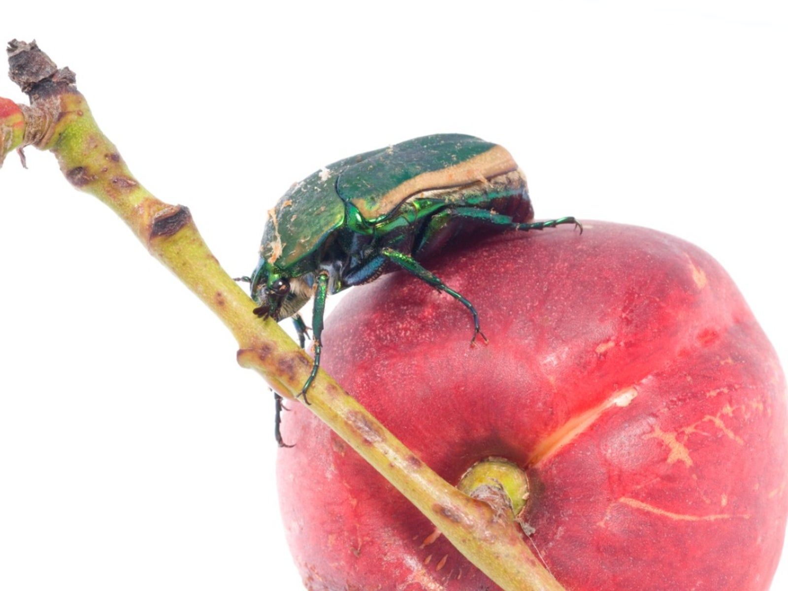 Figeater Beetles: Learn About The Fig Beetle Life Cycle And Its Control ...