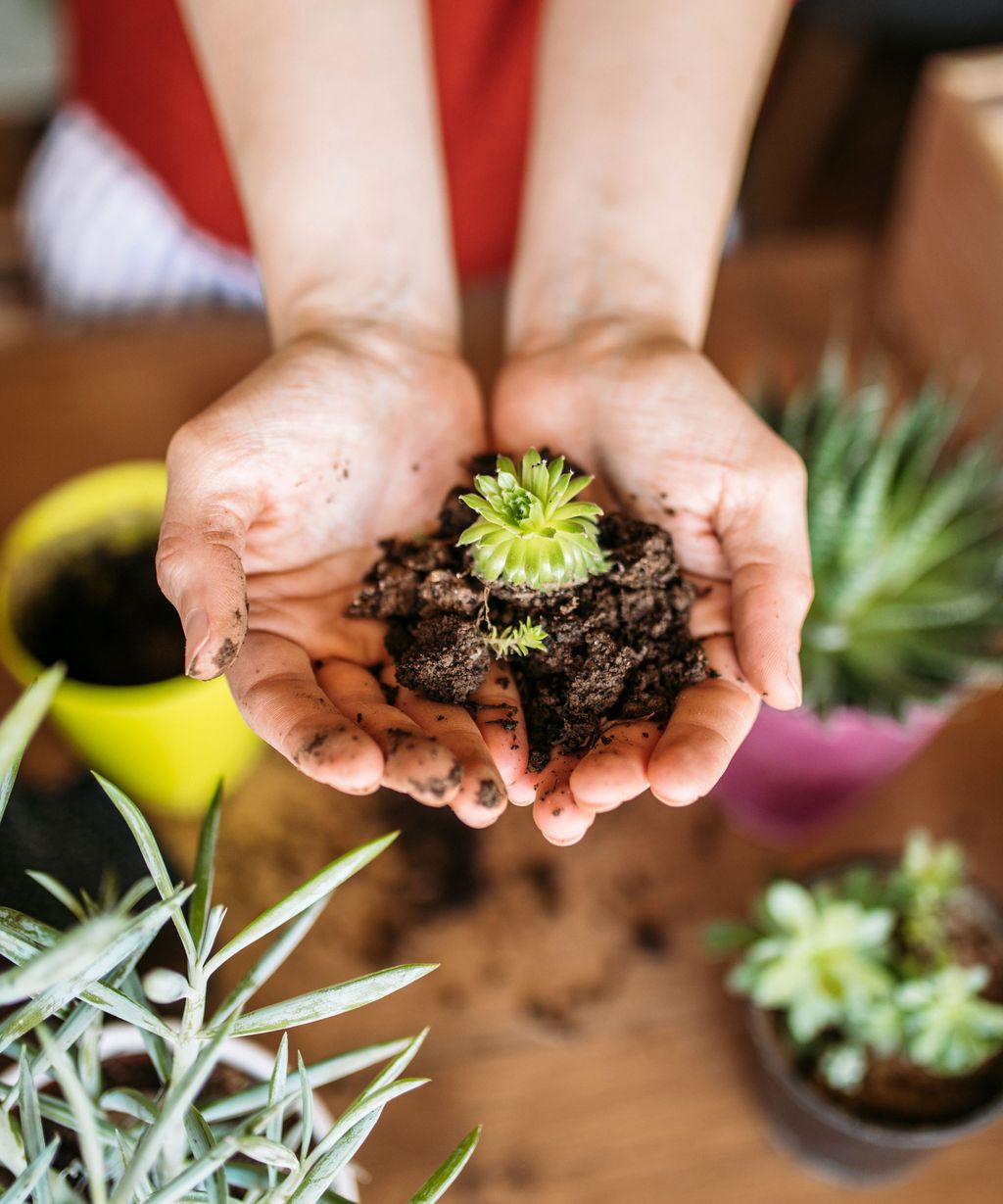 How to revive a succulent in 6 easy steps | Homes and Gardens
