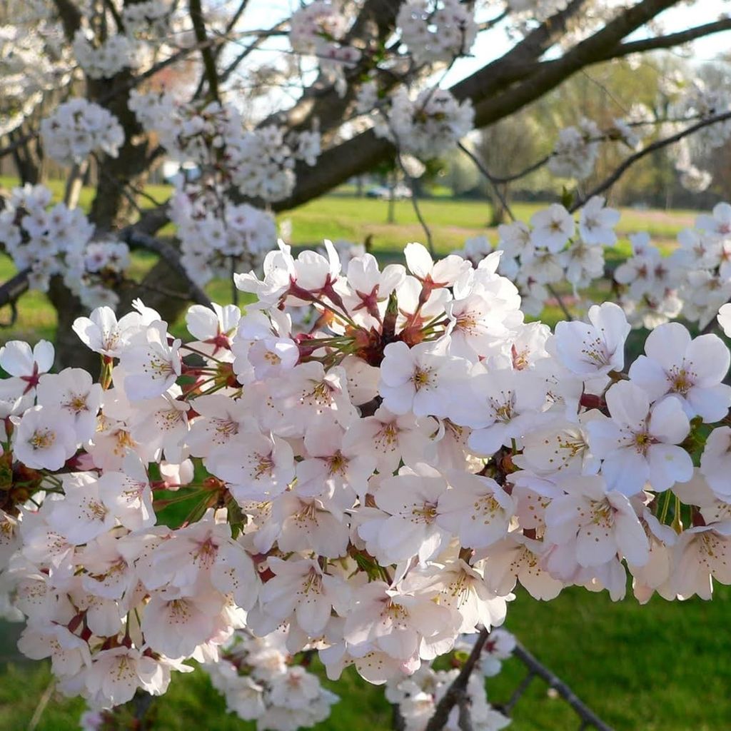 What cherry blossom tree is the best for a small garden? | Ideal Home
