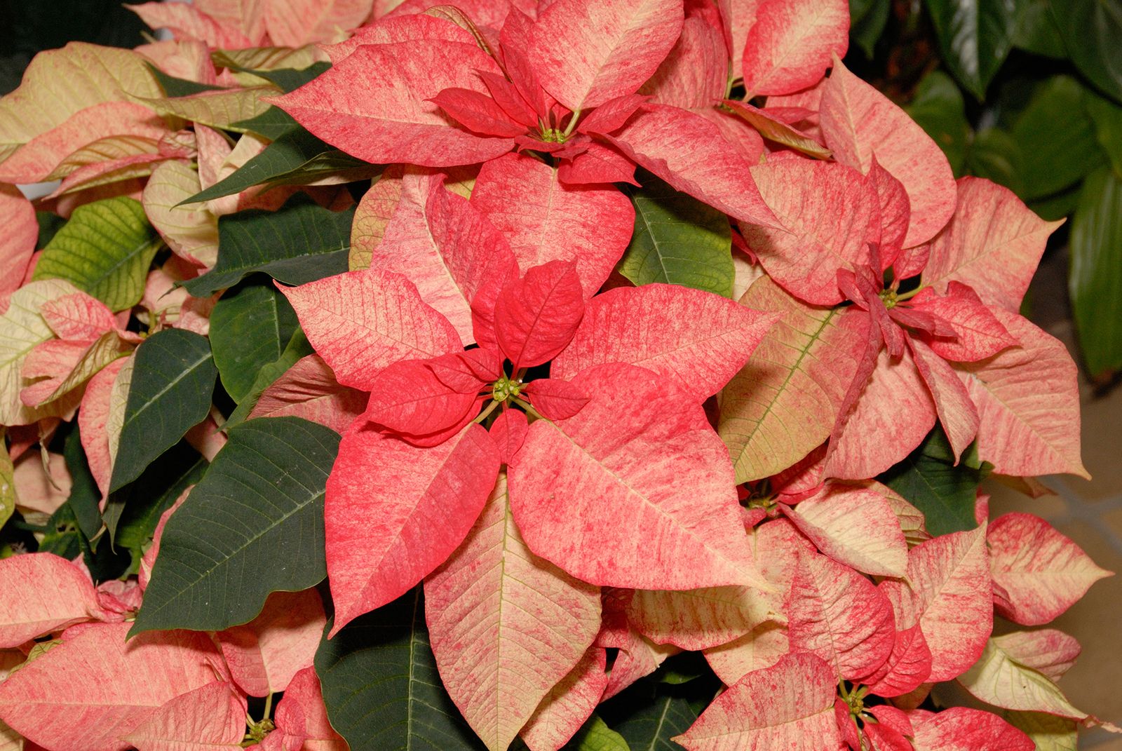 Best poinsettias for Christmas: our favorite varieties | Homes and Gardens