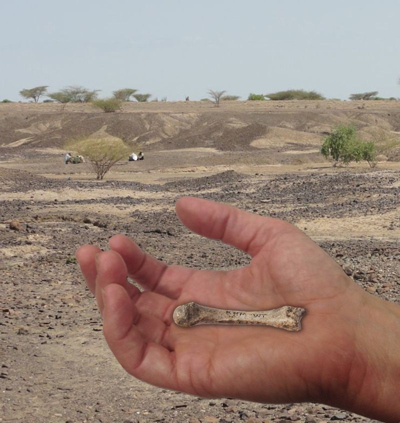Human Hand Fossil Turns Back Clock 500,000 Years on Complex Tool Use ...