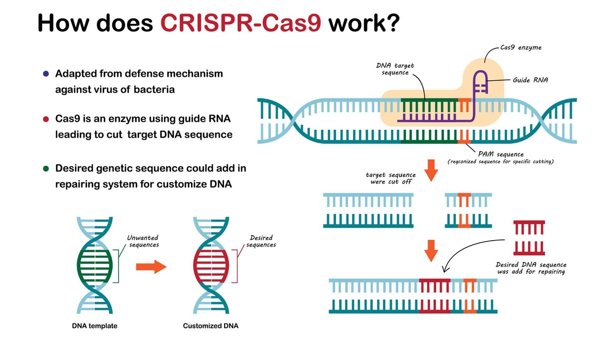 How does CRISPR work? | Live Science