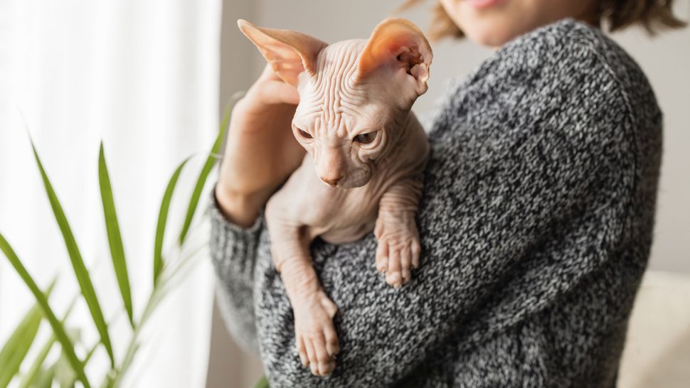 32 things you need to know about sphynx cats | PetsRadar