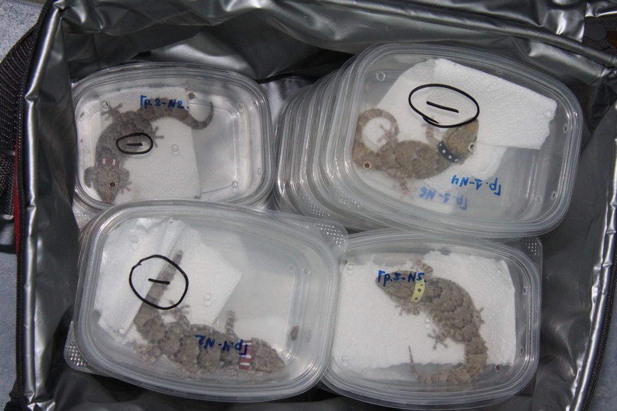 Animals in Space: Russia's Bion-M1 Space Capsule Carries Cosmic Zoo ...