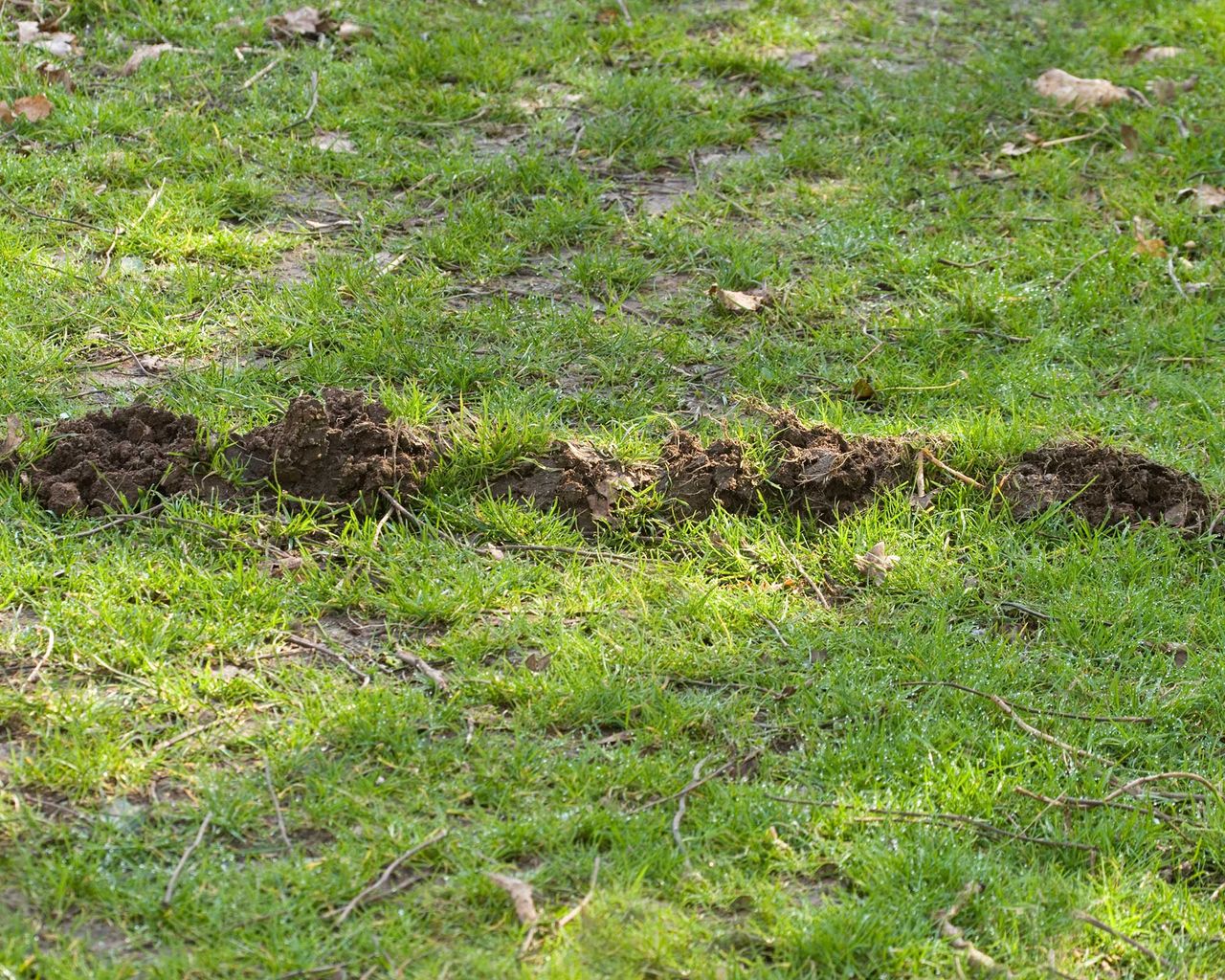 How to get rid of moles in your yard: 5 non-lethal ways | Gardeningetc