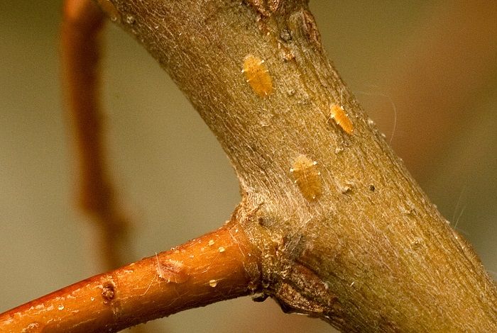Tree-Killing Insects Adapting to Warmer Cities | Live Science
