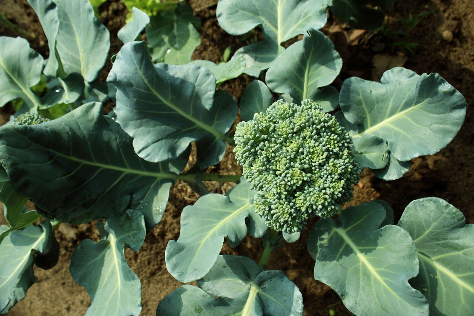 How To Grow Broccoli – Growing Broccoli In Your Garden | Gardening Know How
