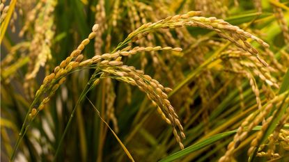 What are rice hulls for gardening and how to use them | Homes and Gardens