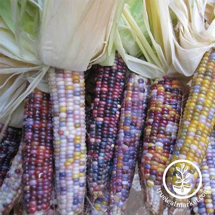 How to grow popcorn: expert tips for great harvests | Homes and Gardens