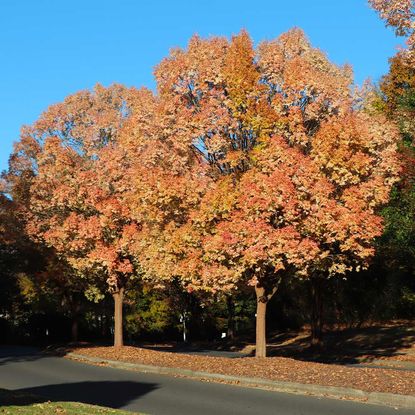 Best trees for front yards - 8 picks for curb appeal | Livingetc