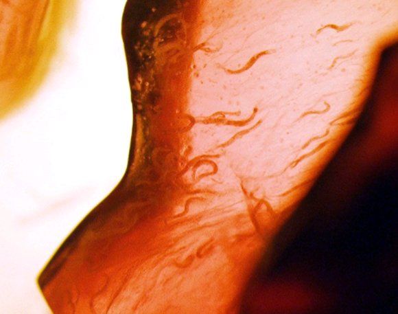 How Worms Survived NASA's Columbia Shuttle Disaster | Space