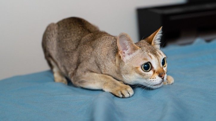 Is your feline one of the smart cat breeds? | PetsRadar