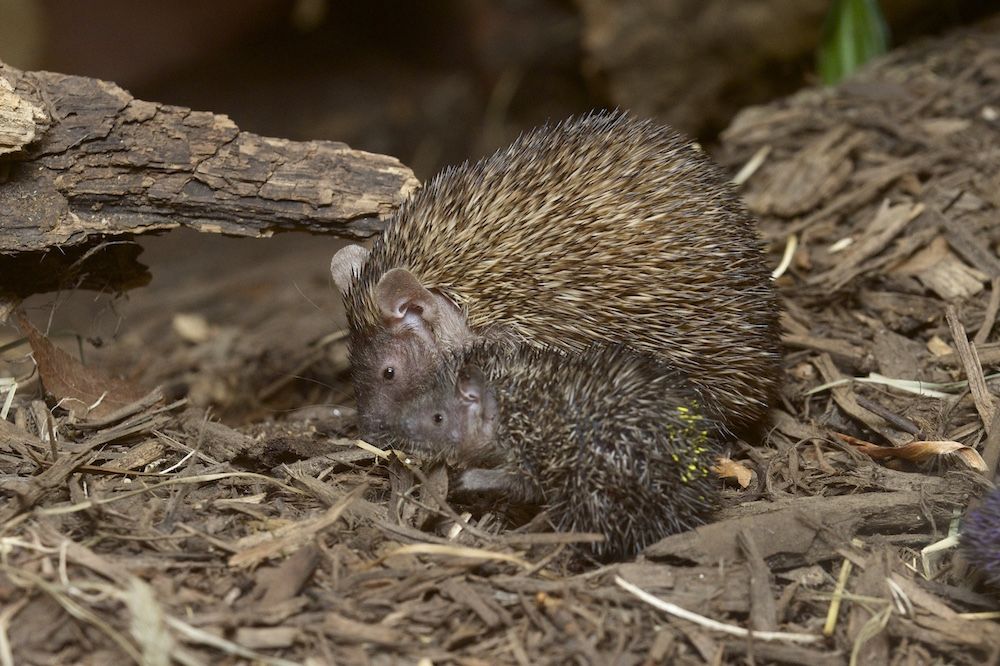 Animal Moms Have It Tough! 8 Extreme Creature Births | Live Science