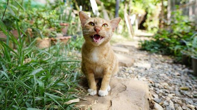 Cat panting: Vet's guide to causes and treatment | PetsRadar