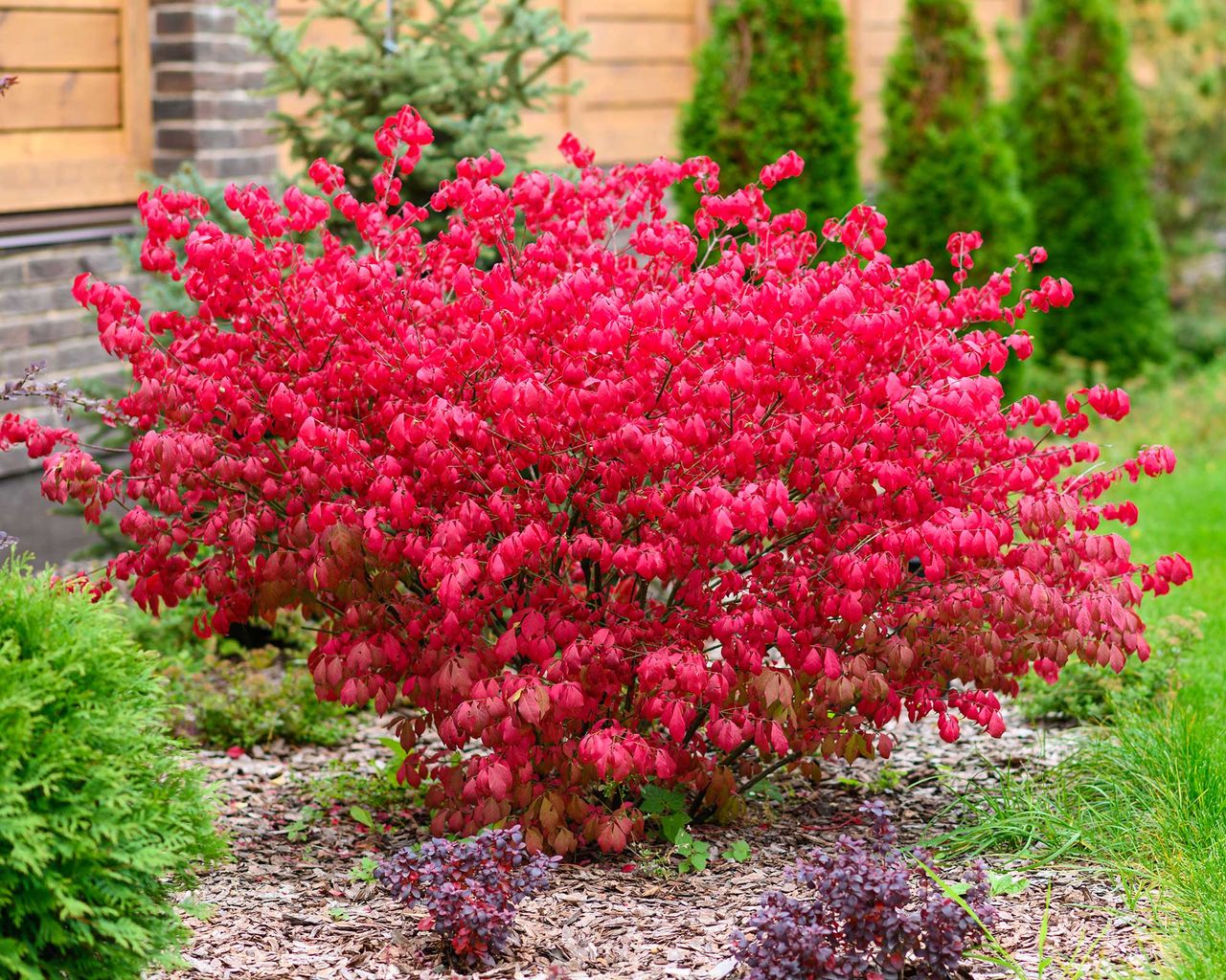 Euonymus care and growing guide: expert tips | Gardeningetc