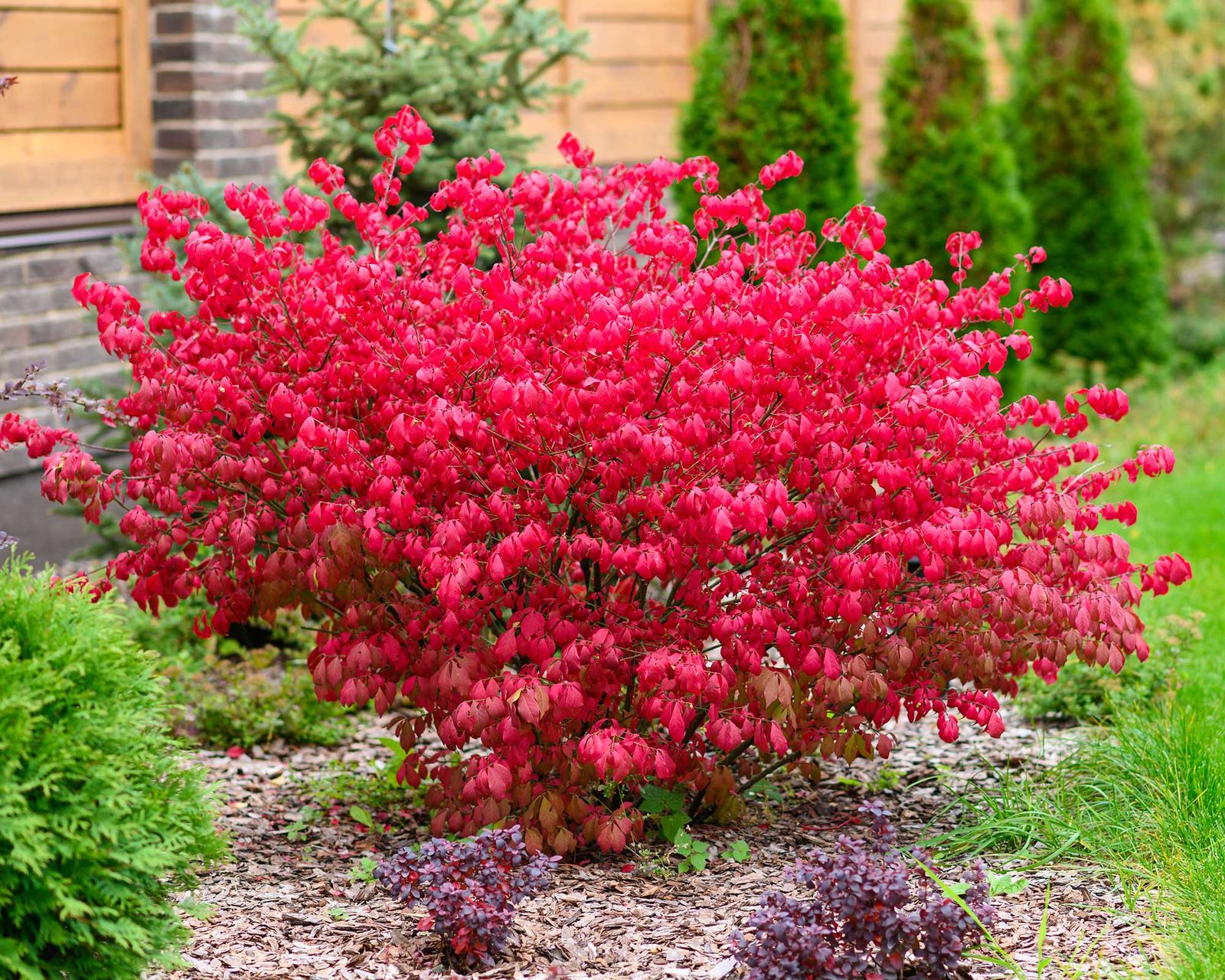 Euonymus care and growing guide: expert tips | Gardeningetc