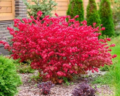 Euonymus care and growing guide: expert tips | Gardeningetc