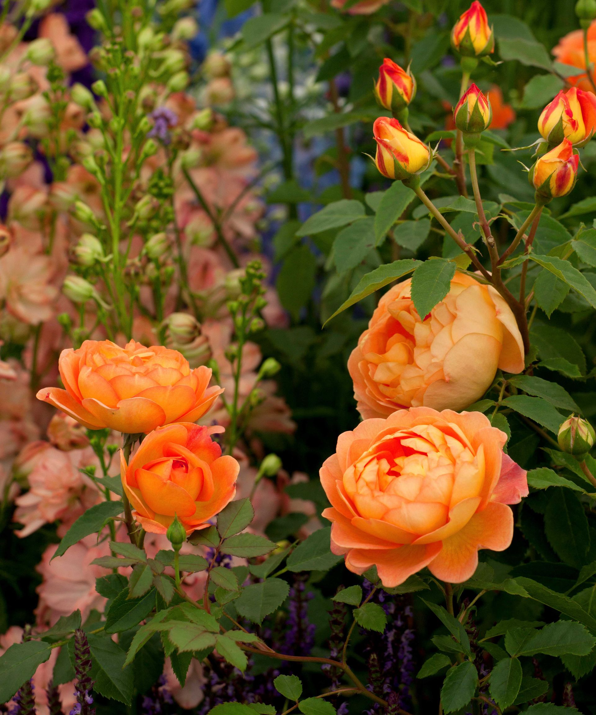 The best fragrant roses: 10 scented varieties for a garden | Homes and ...
