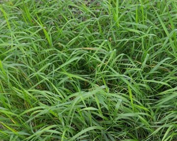 Quack grass: what it is and how to remove it | Gardeningetc