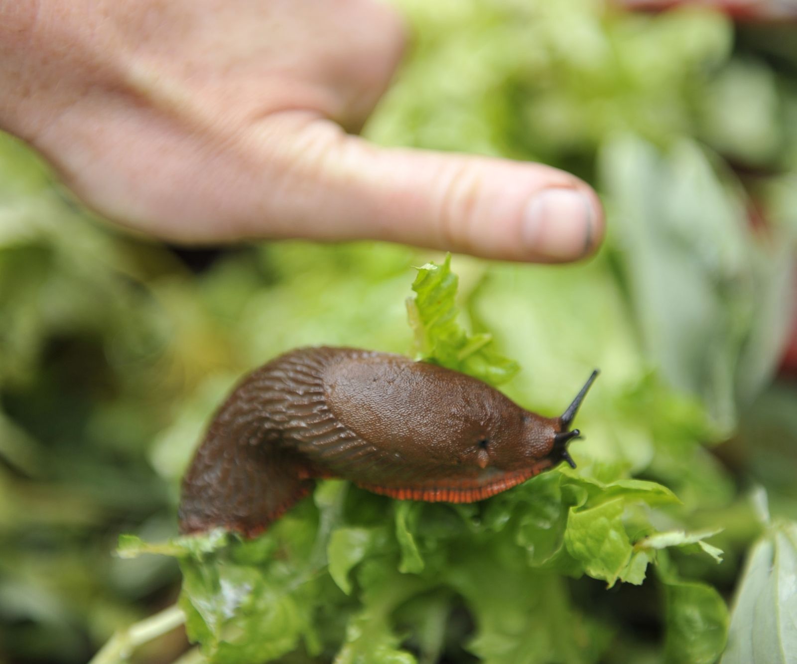 how to stop slugs destroying plants: simple expert advice | Homes and ...